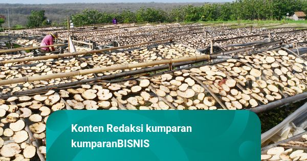 Foto: Melihat Usaha Umbi Porang di Madiun | kumparan.com Foto: Melihat Usaha Umbi Porang di Madiun | kumparan.com